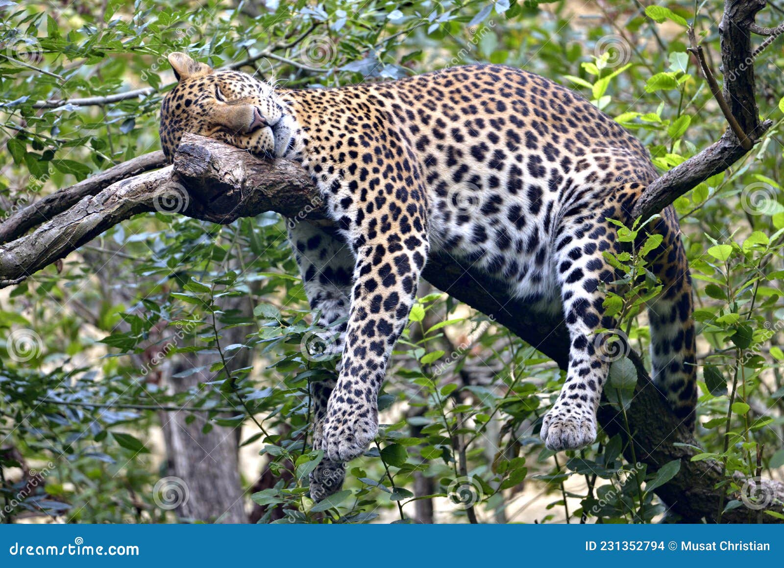 Javan Leopard Sleeping on a Tree Branch Stock Photo - Image of hair ...