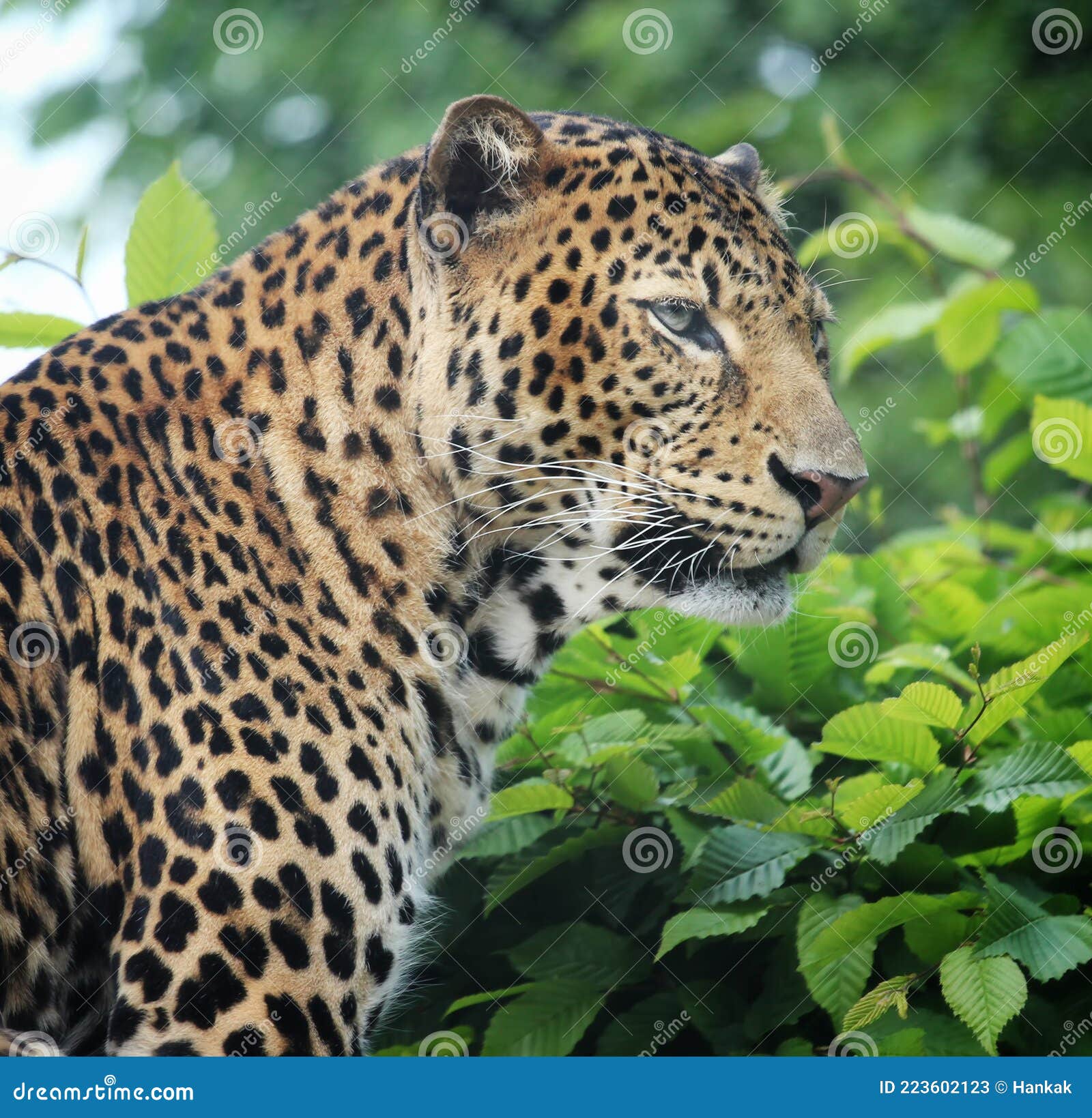 Javan Leopard is in the Tree Stock Image - Image of wild, nature: 223602123
