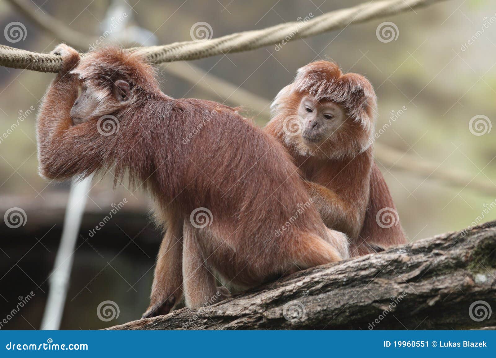 Javan lutung stock image. Image of langur, ebony, animal - 19960551