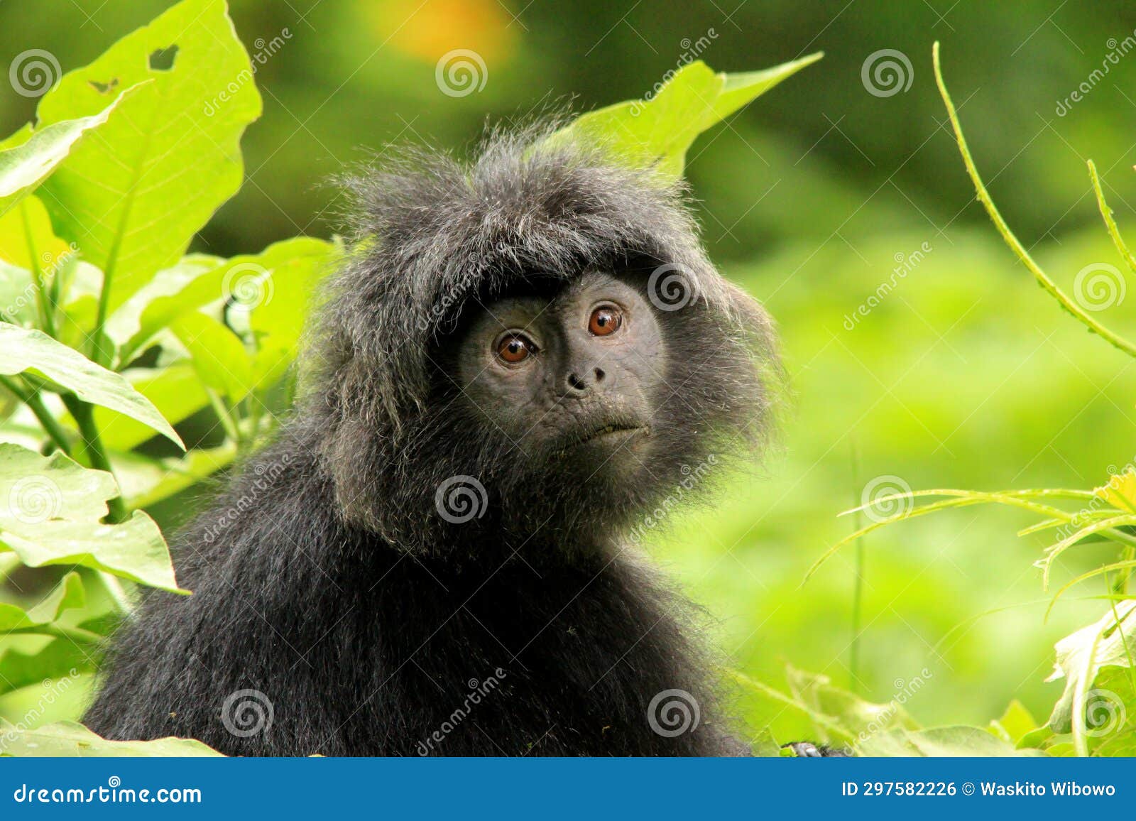 Close Up Face Javan Lutung or Ebony Leaf Monkey Stock Photo - Image of ...