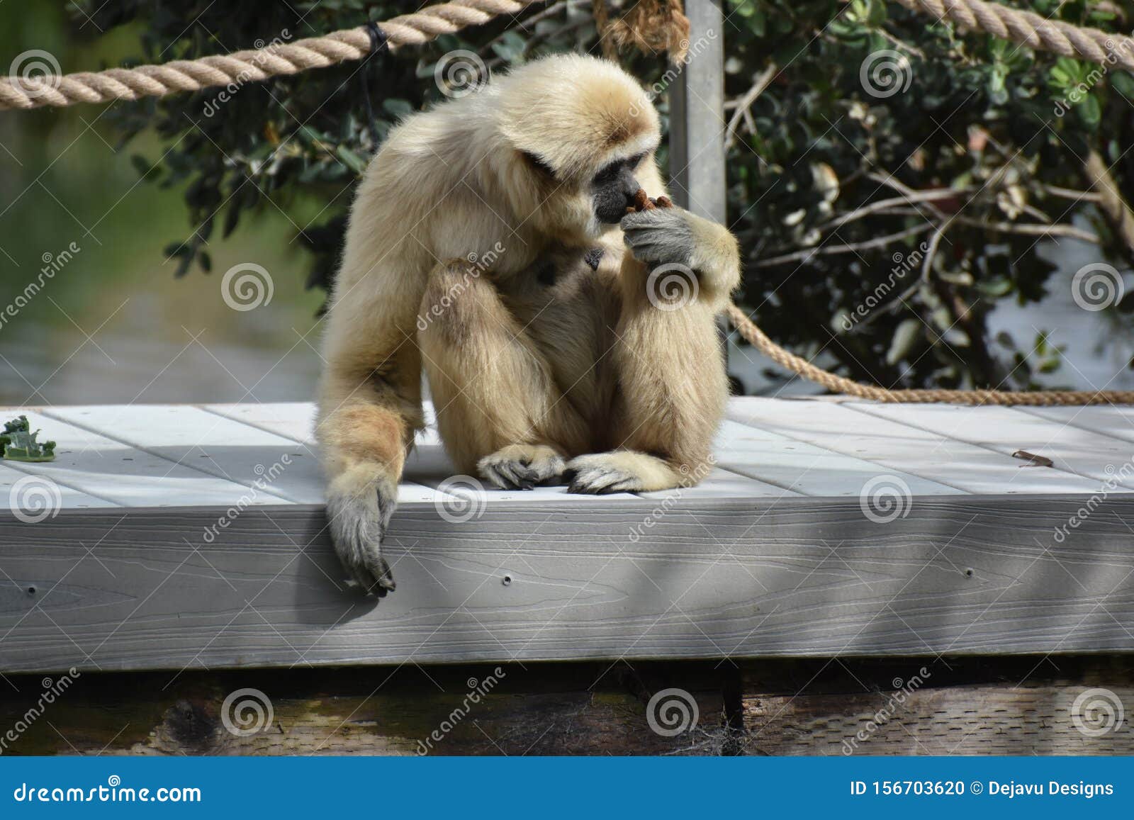 Javan Lutung Monkey Smelling Something As he Sits Stock Photo - Image ...