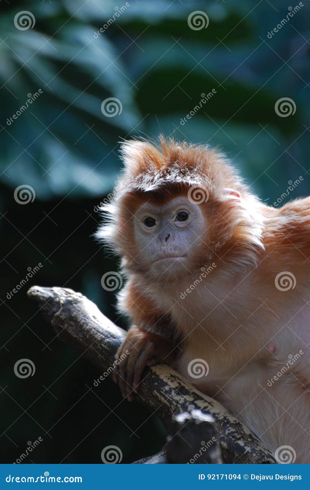 Javan Lutung Perched on a Tree Branch Stock Photo - Image of monkey ...