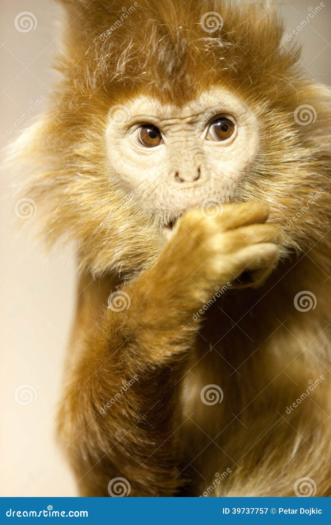 Javan lutung portrait stock image. Image of auratus, ecology - 39737757