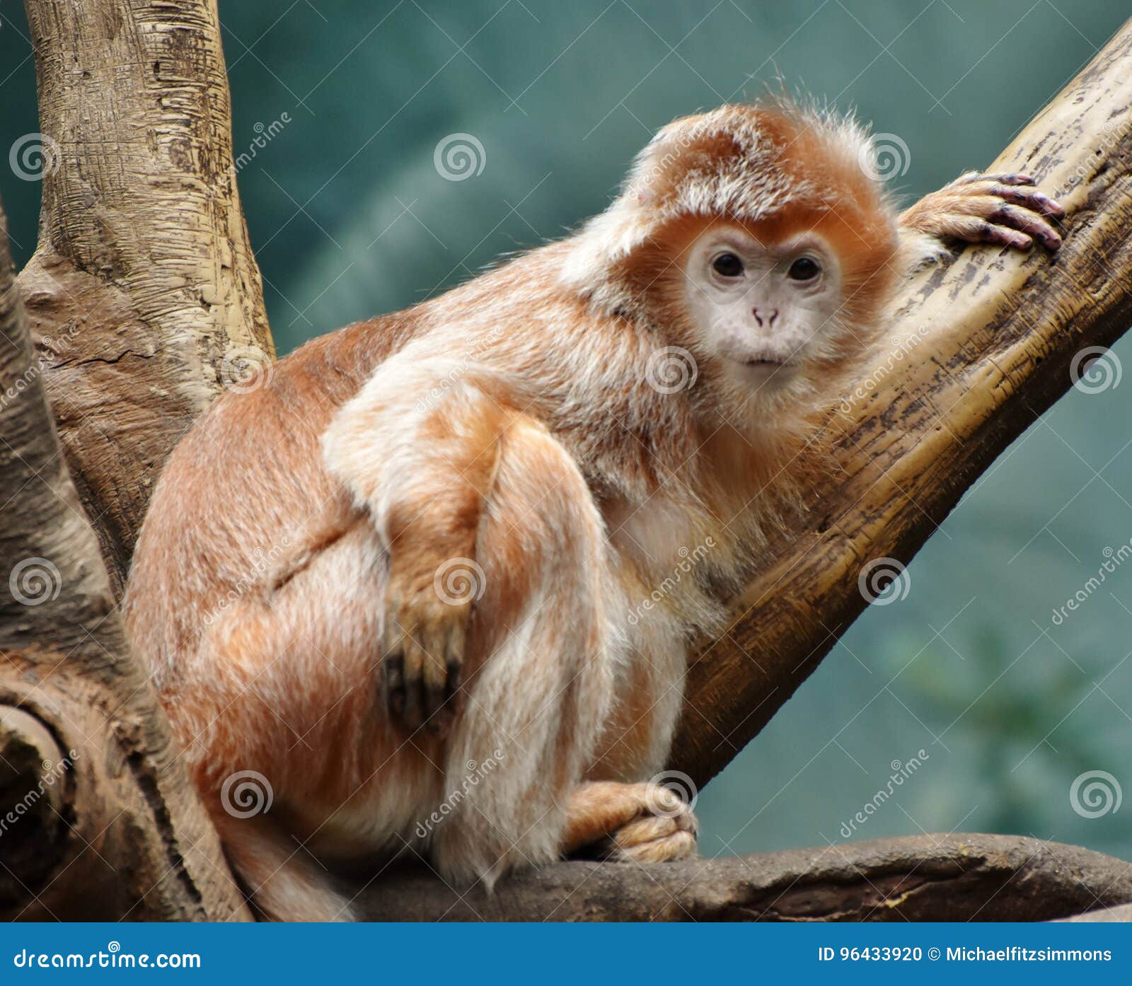 Javan Lutung & X28;Trachypithecus Auratus& X29; Stock Photo - Image of ...