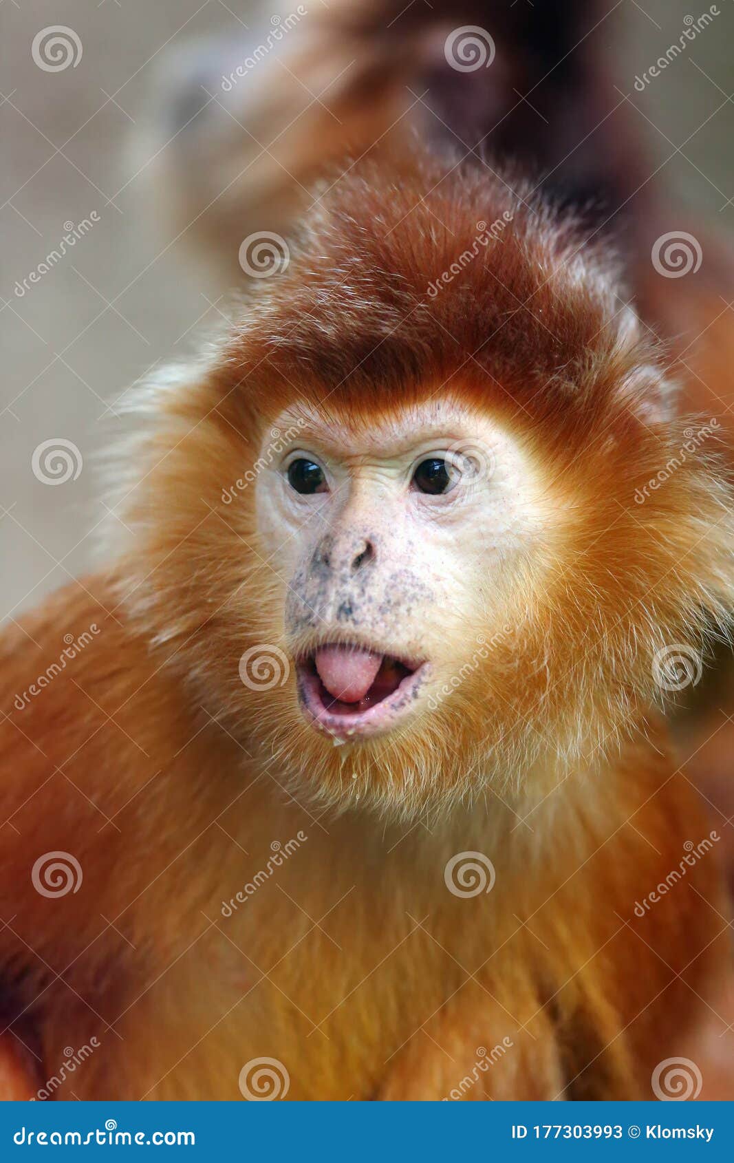 The Javan Lutung Trachypithecus Auratus, Also Known As the Ebony Lutung ...