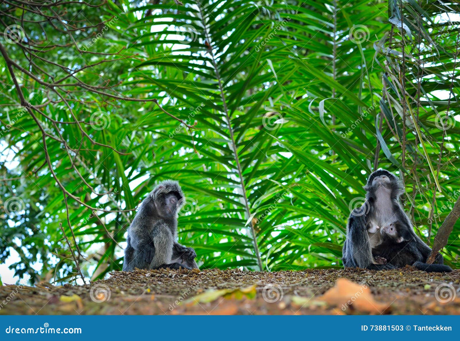 Javan Lutung (Trachypithecus Auratus) Royalty-Free Stock Photography ...