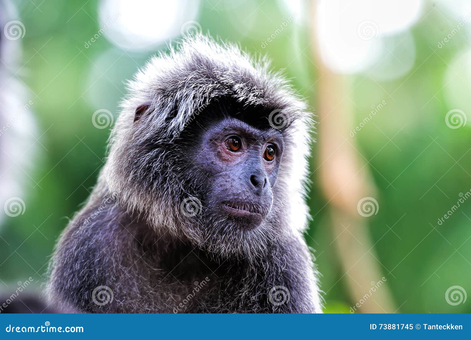 Javan Lutung (Trachypithecus Auratus) Stock Image - Image of black ...