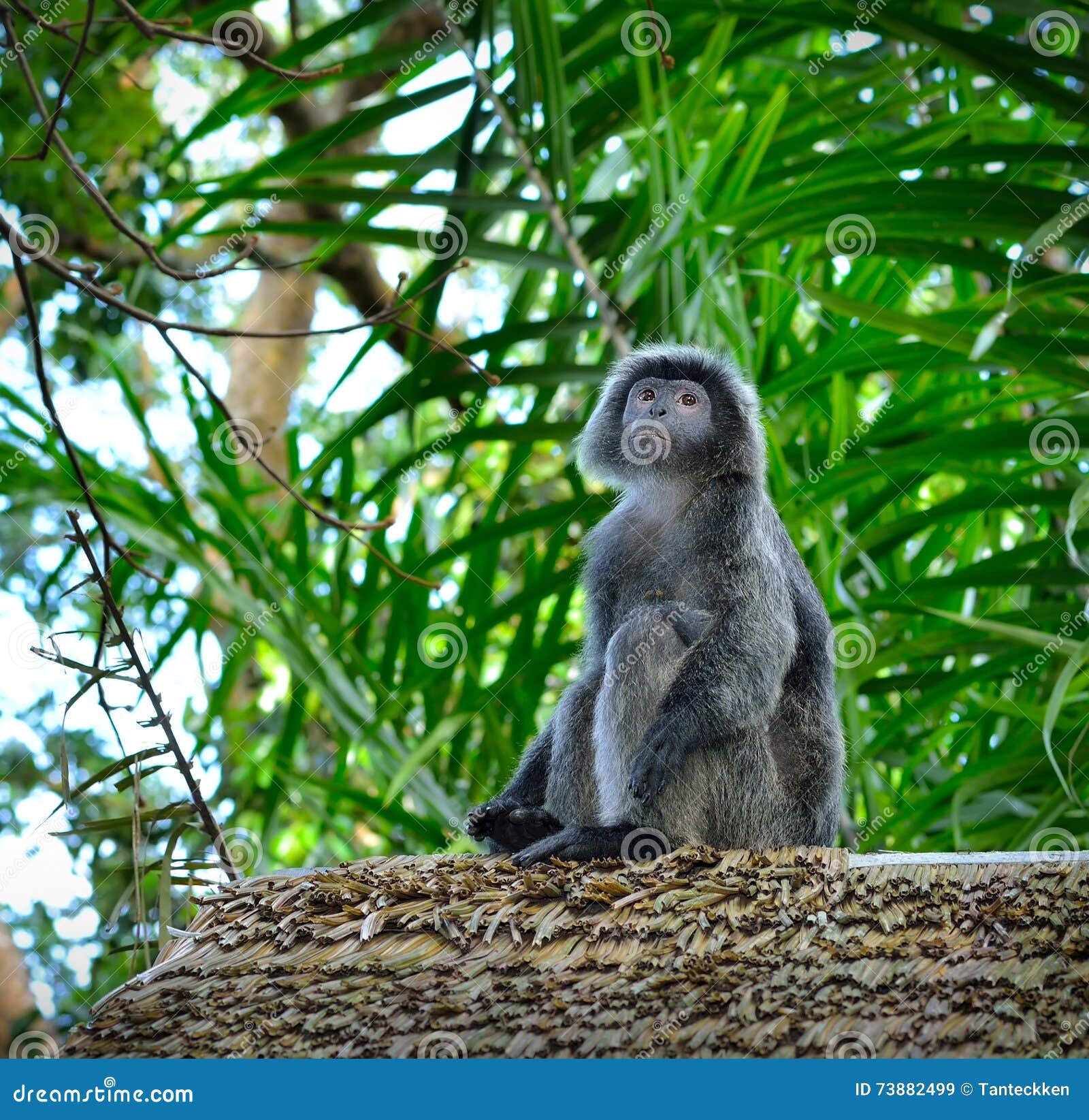 Javan Lutung (Trachypithecus Auratus) Stock Image - Image of lutung ...