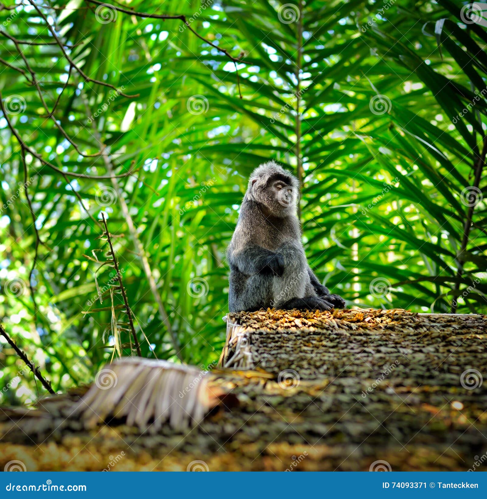 Javan Lutung (Trachypithecus Auratus) Stock Image - Image of bird ...