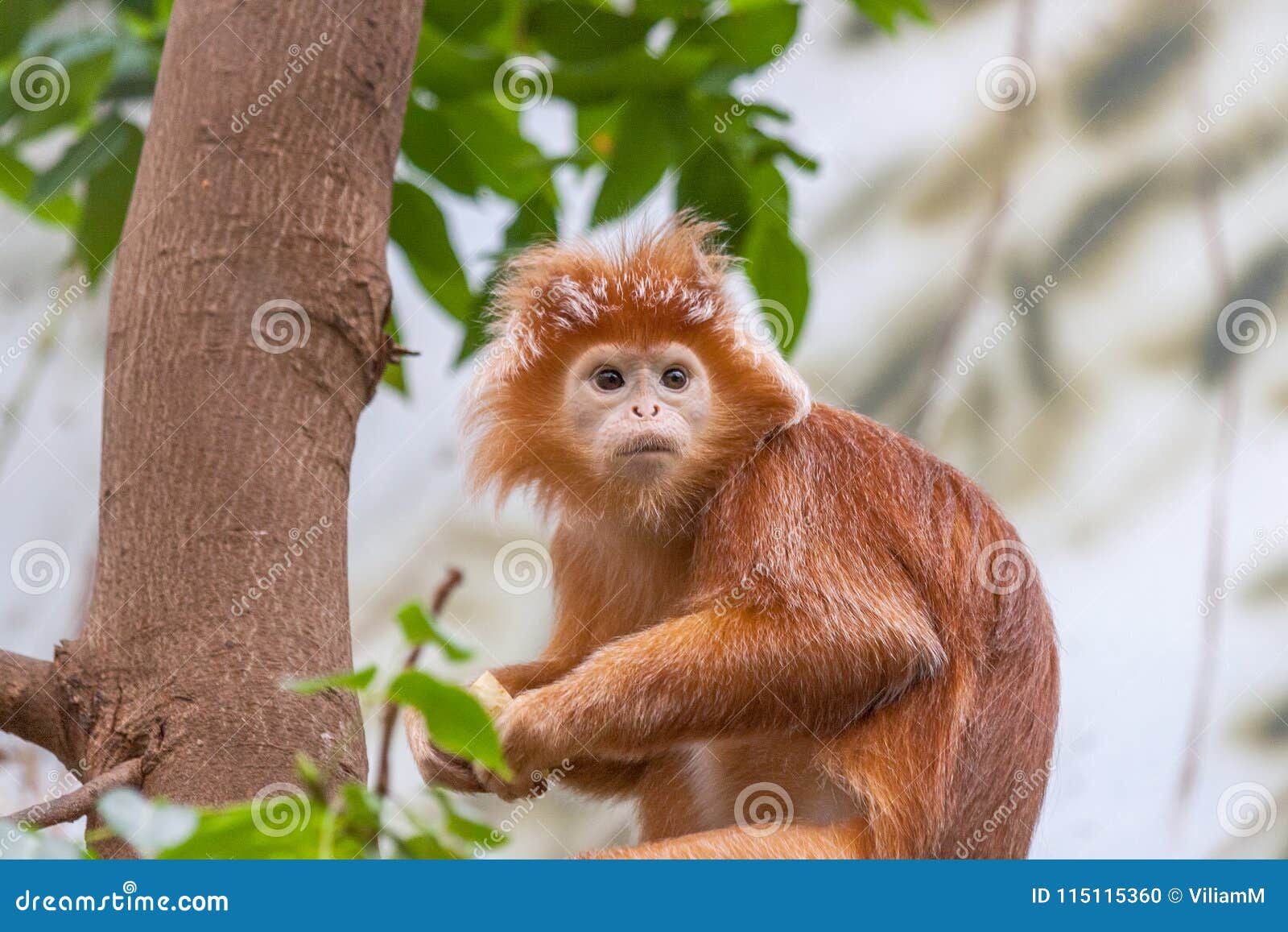 The Javan Lutung Trachypithecus Auratus Monkey. Stock Photo - Image of ...