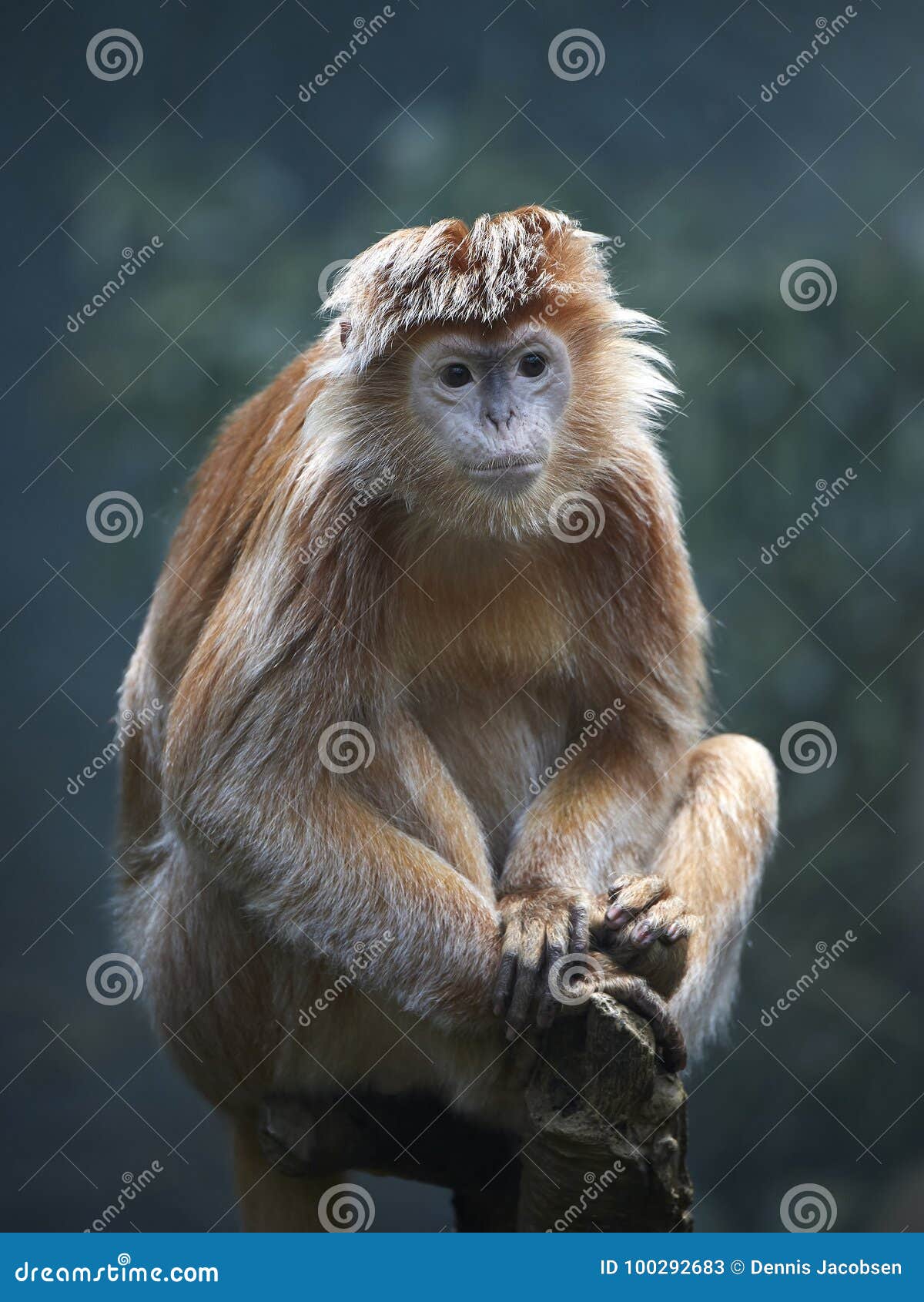 Lutung Resting Stock Photos - Free & Royalty-Free Stock Photos from ...