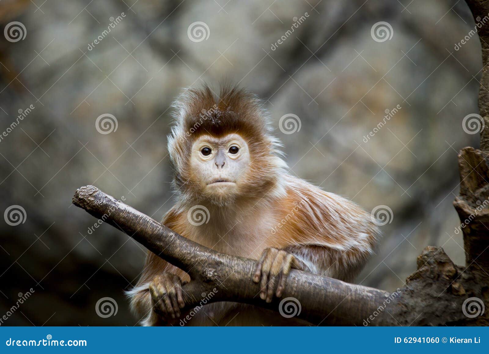 Javan Lutung (Trachypithecus Auratus) Stock Photo - Image of endemic ...