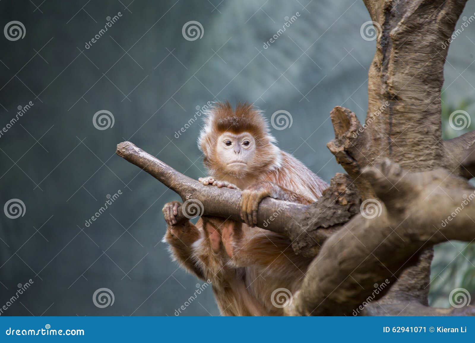 Javan Lutung (Trachypithecus Auratus) Stock Image - Image of cage ...