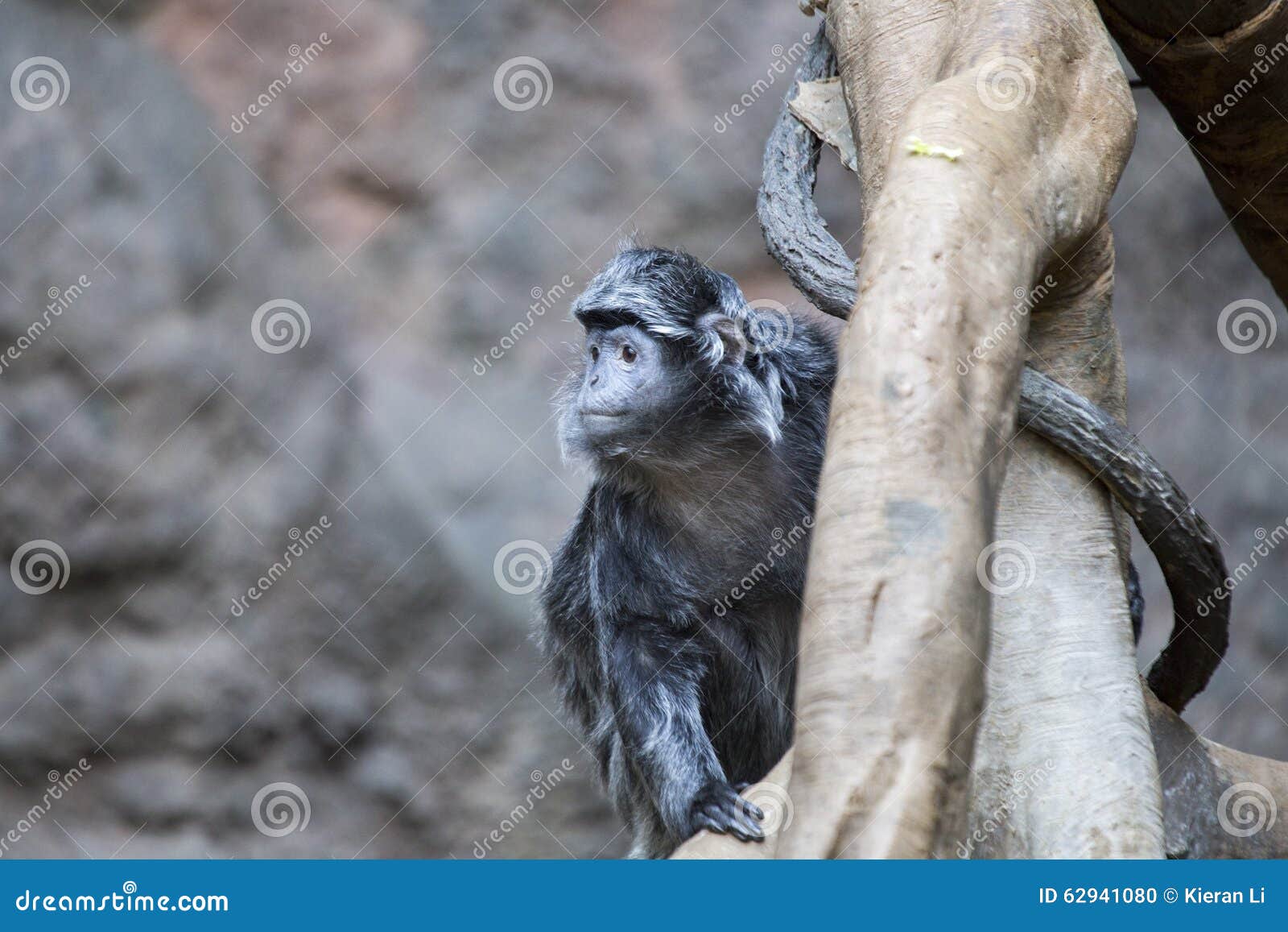 Javan Lutung (Trachypithecus Auratus) Stock Photo - Image of branch ...