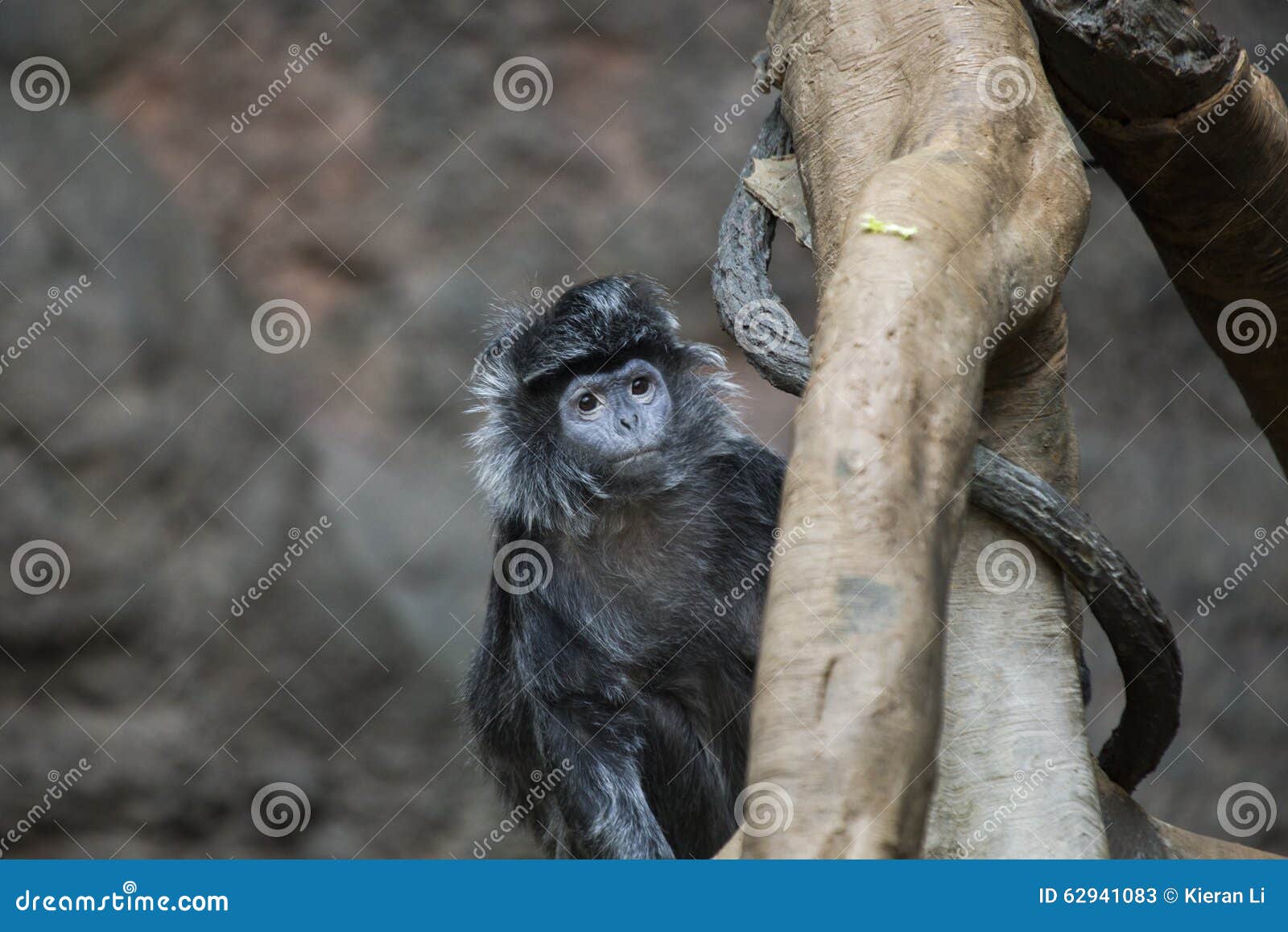 Javan Lutung (Trachypithecus Auratus) Stock Image - Image of aura ...