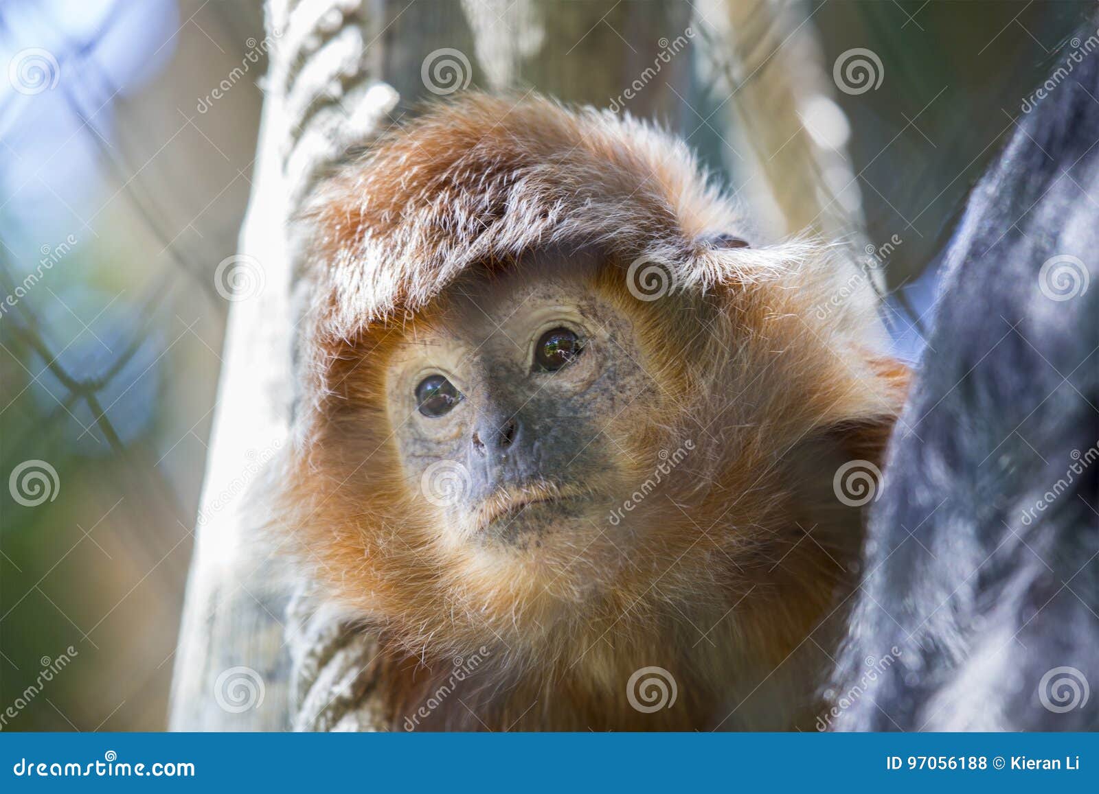 Javan Lutung Trachypithecus Auratus Stock Photo - Image of orange ...
