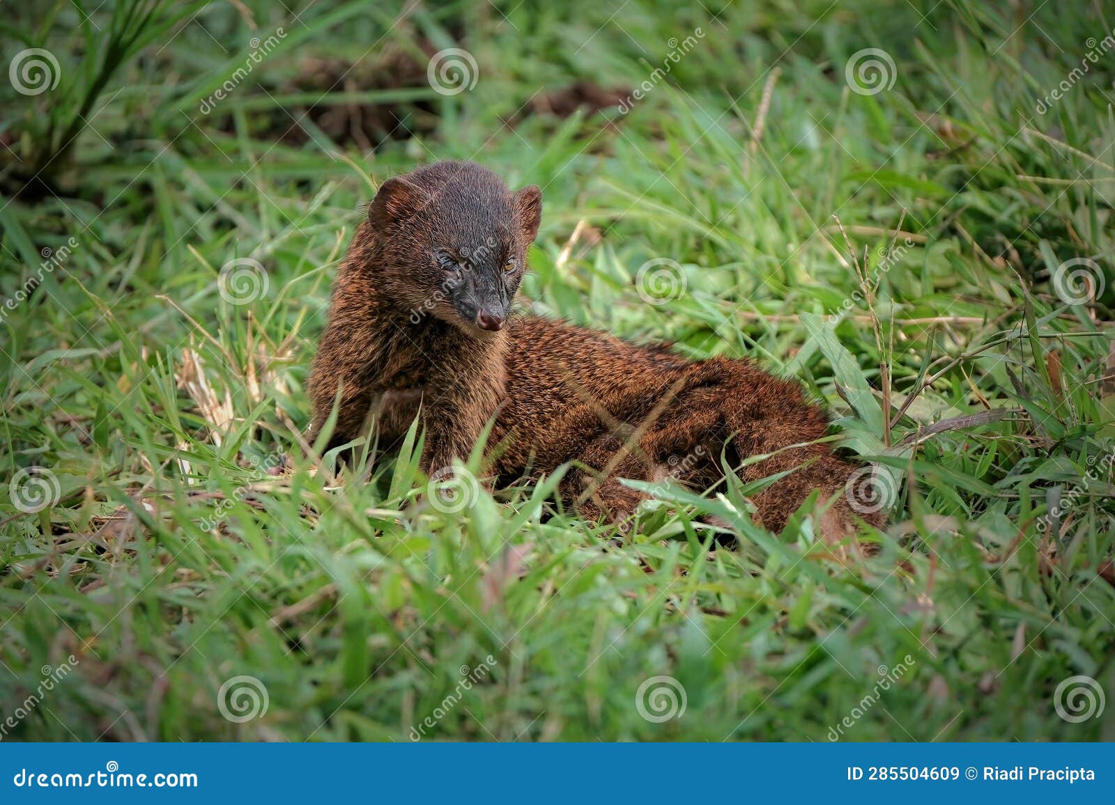 Javan Mongoose or Small Asian Mongoose (Herpestes Javanicus) Fighting ...