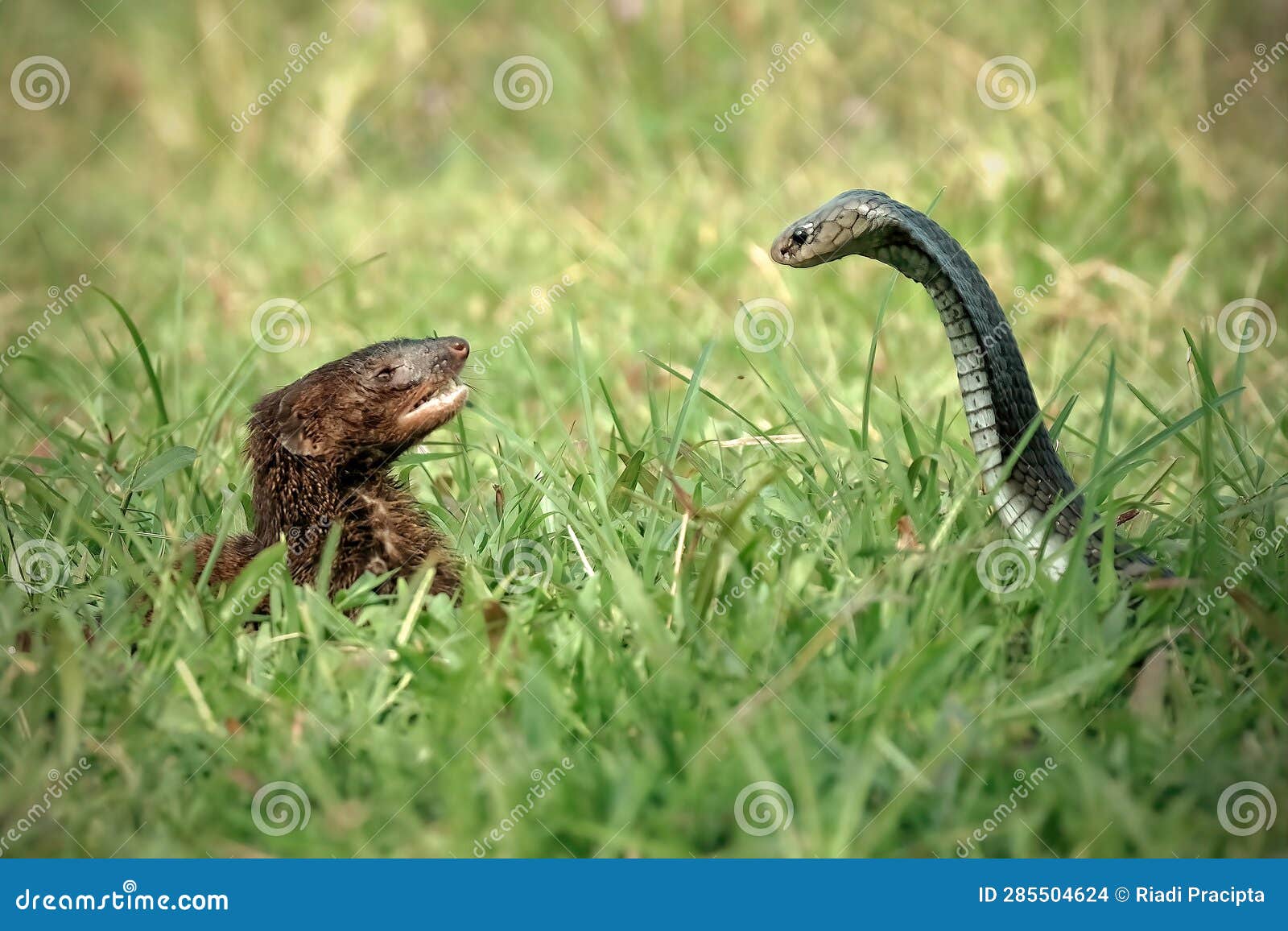 Javan Mongoose or Small Asian Mongoose (Herpestes Javanicus) Fighting ...