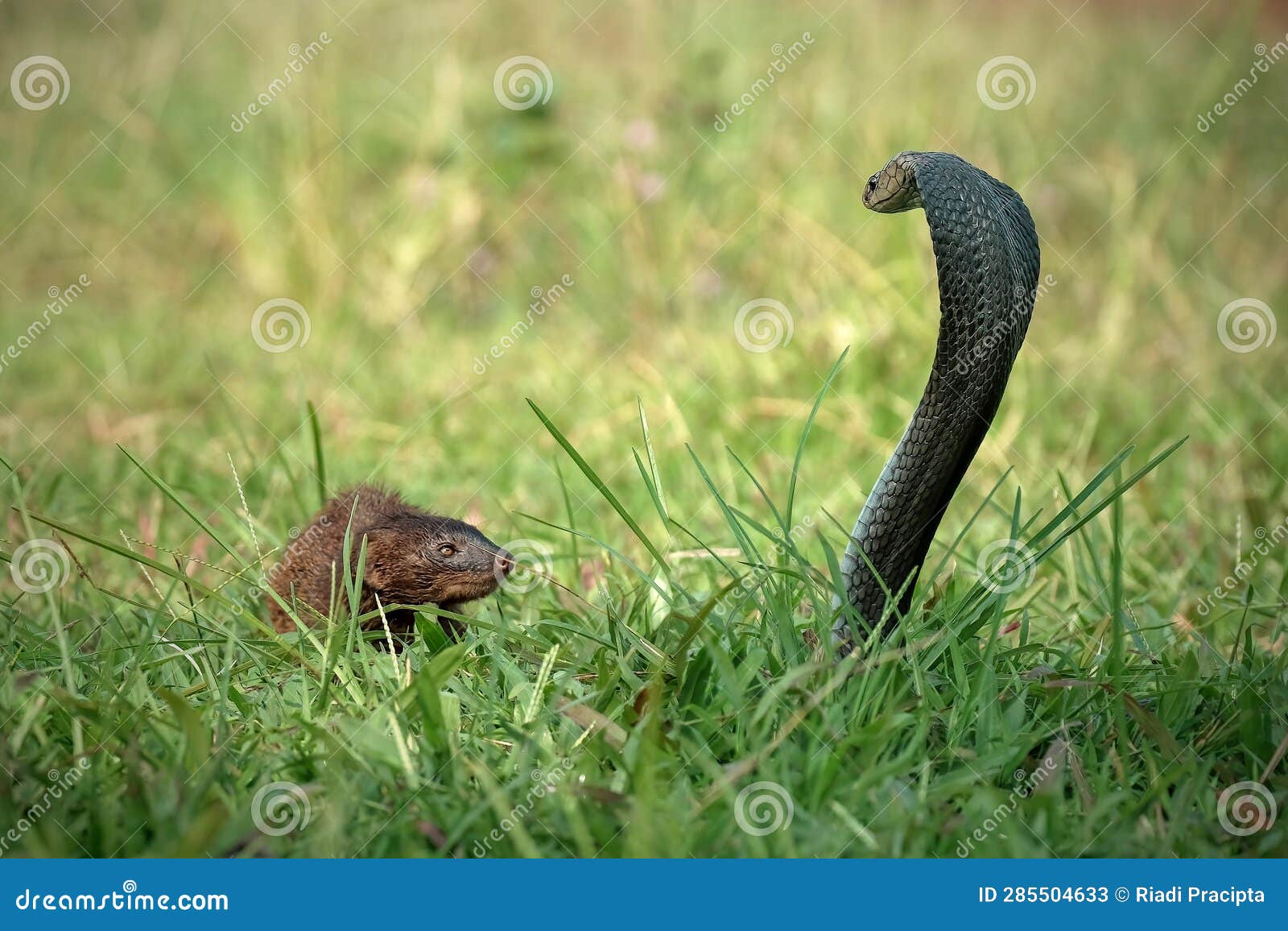 Javan Mongoose or Small Asian Mongoose (Herpestes Javanicus) Fighting ...