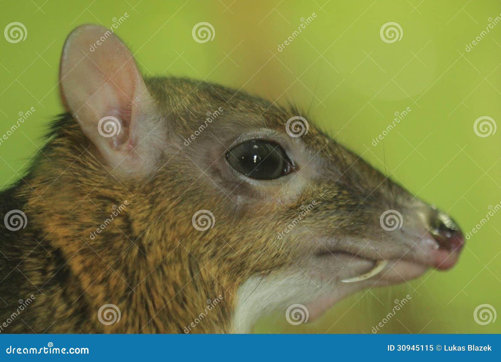 Javan mouse deer stock image. Image of deer, detail, mammal - 30945115