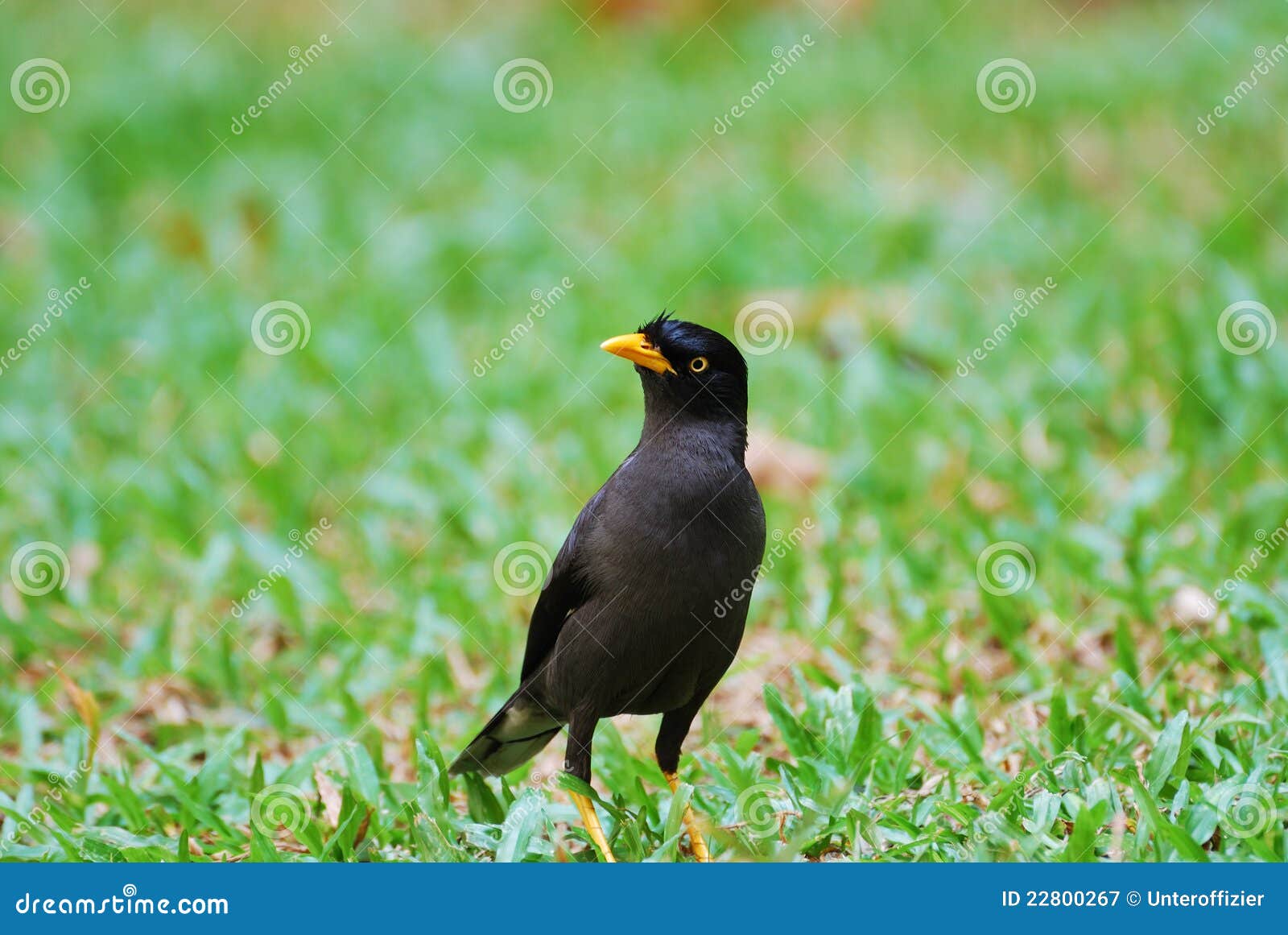Javan Mynah, Acridotheres Javanicus, Two Birds Visiting An Outdoor ...