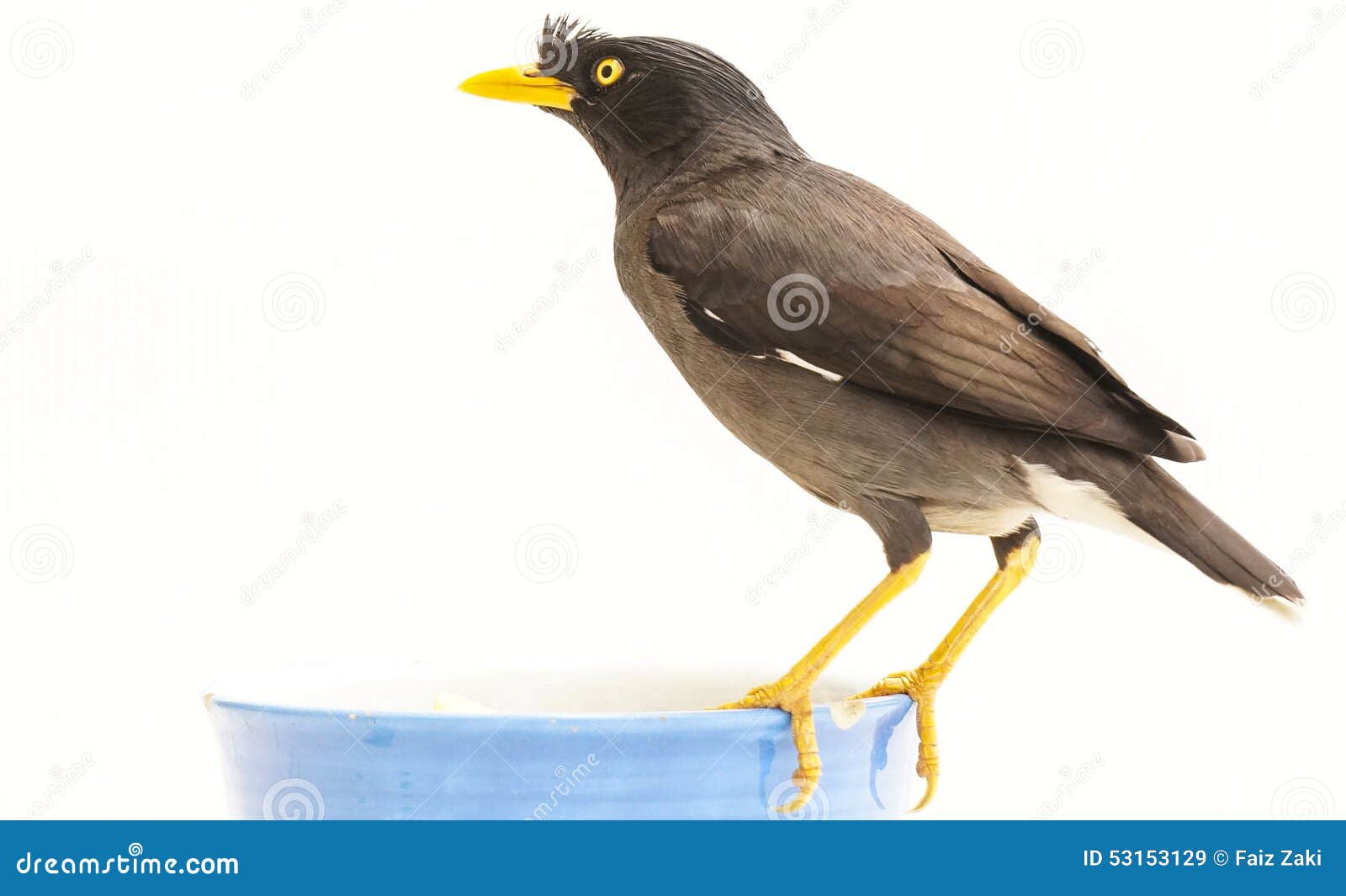 Javan myna stock image. Image of white, asian, javanicus - 53153129