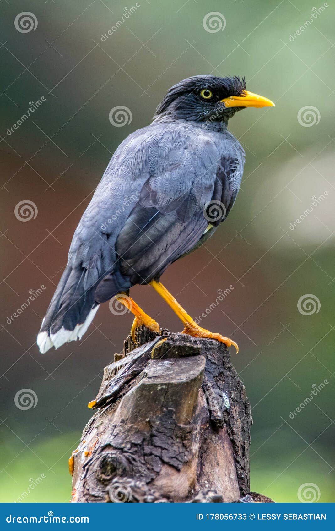 Javan Myna Bird Standing on Top of Branch Stock Image - Image of ...