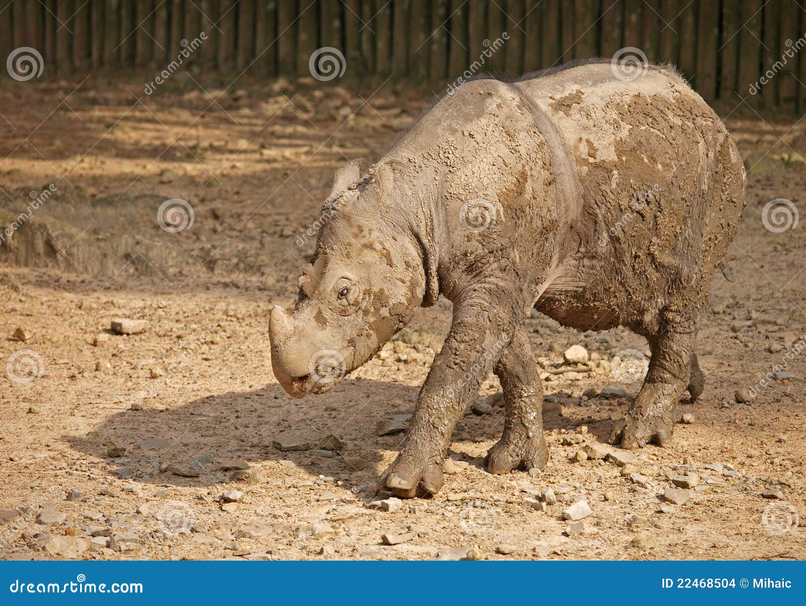 Javan Nashorn (Nashorn Sondaicus) Stockfoto - Bild von gefangener, hupe ...