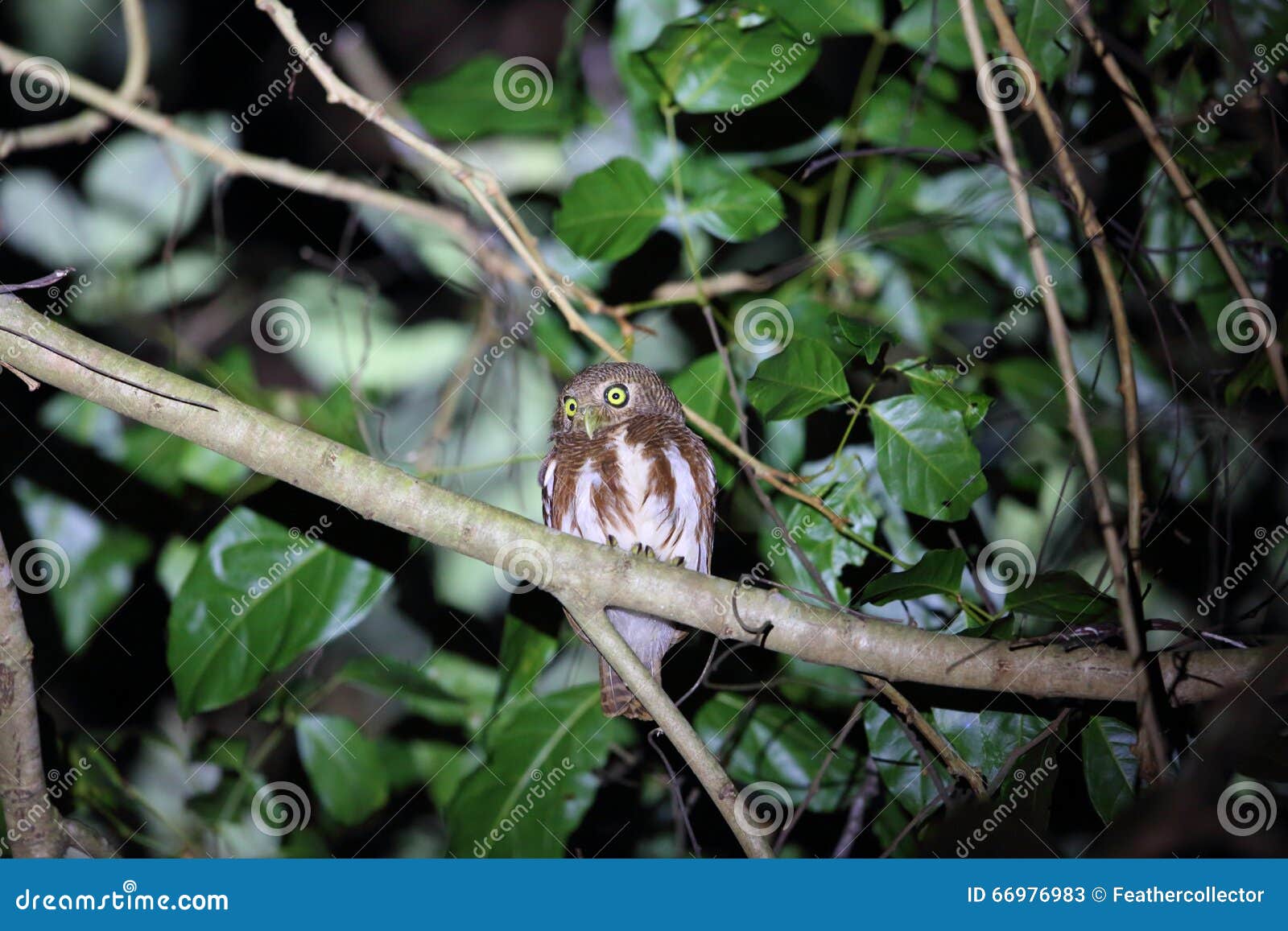 Javan owlet stock image. Image of nature, wildlife, island - 66976983