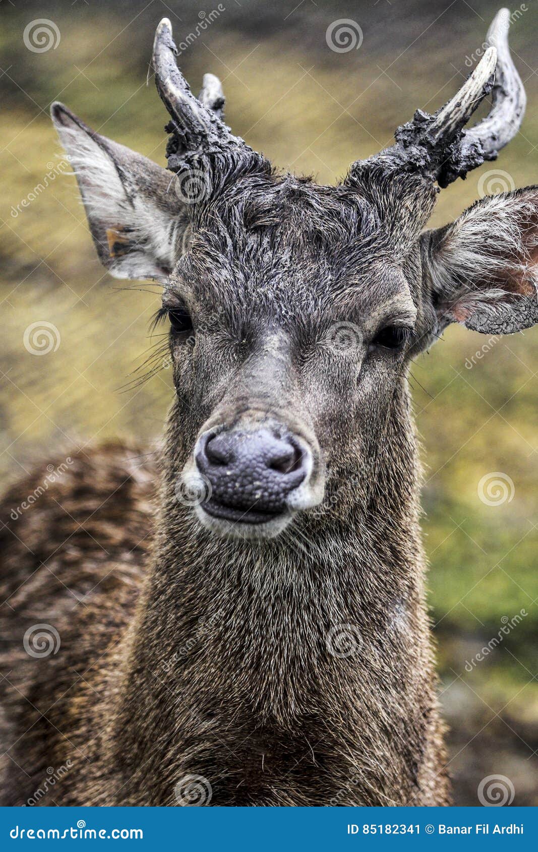 Javan rusa stock image. Image of buck, java, wild, color - 85182341