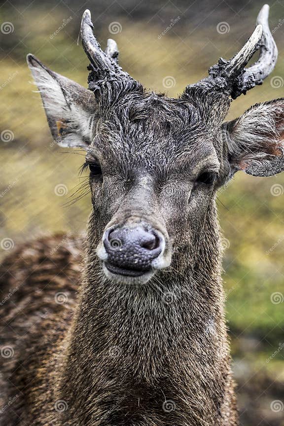 Javan rusa stock image. Image of buck, java, wild, color - 85182341