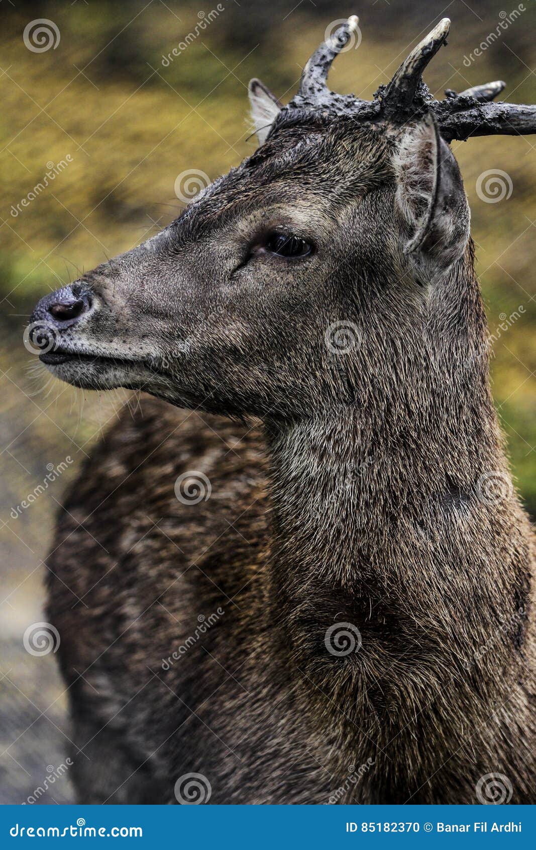 The Javan Rusa Or Sunda Sambar Or Rusa Timorensis Stock Photo ...