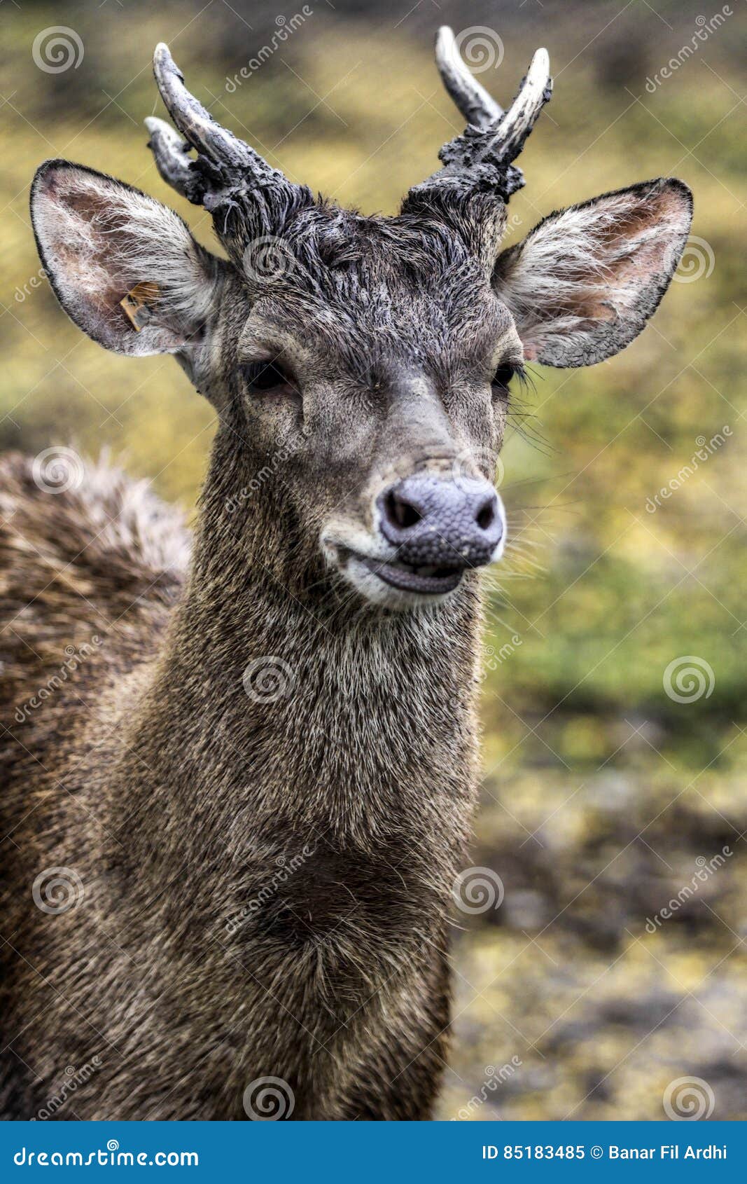 Javan Rusa stock image. Image of antler, safari, herbivore - 85183485