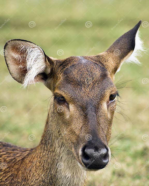 Javan rusa deer stock photo. Image of muzzle, rusa, portrait - 26166088
