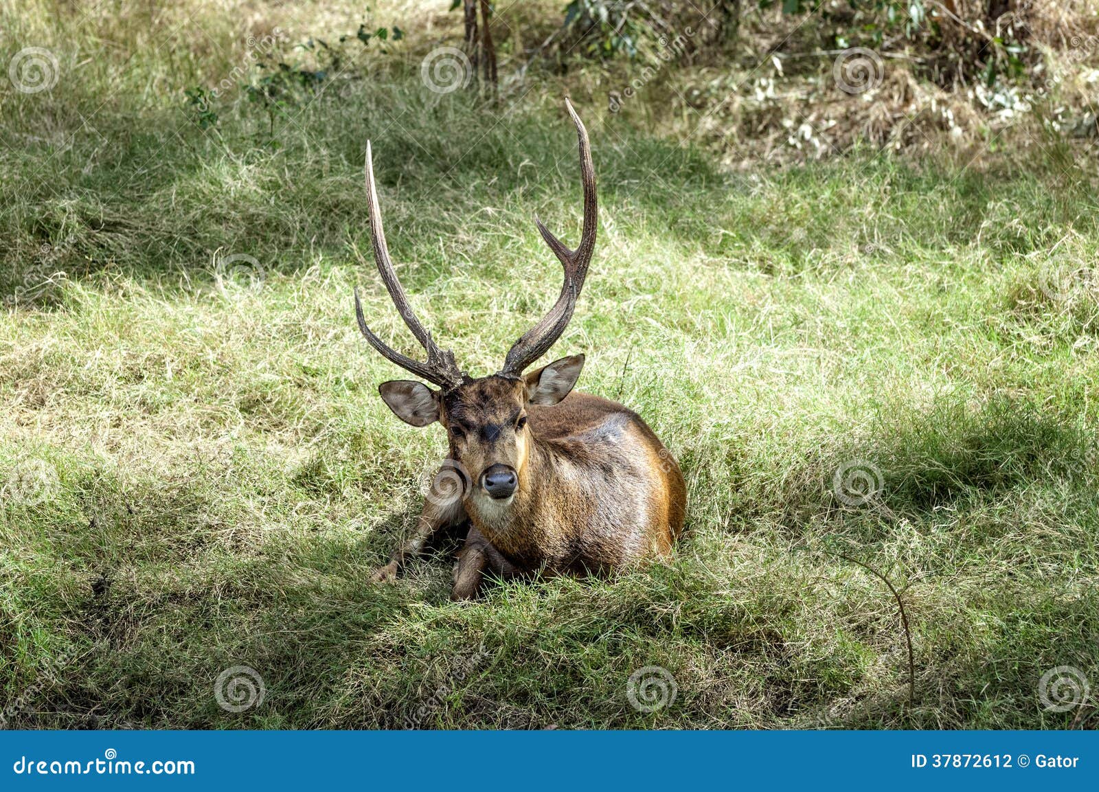 Javan Rusa Or Sunda Sambar Rusa Timorensis Deer In Forest Stock ...