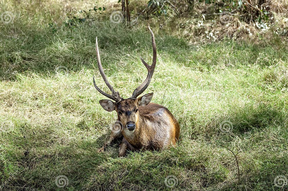 Javan rusa deer stock photo. Image of wildlife, deer - 37872612