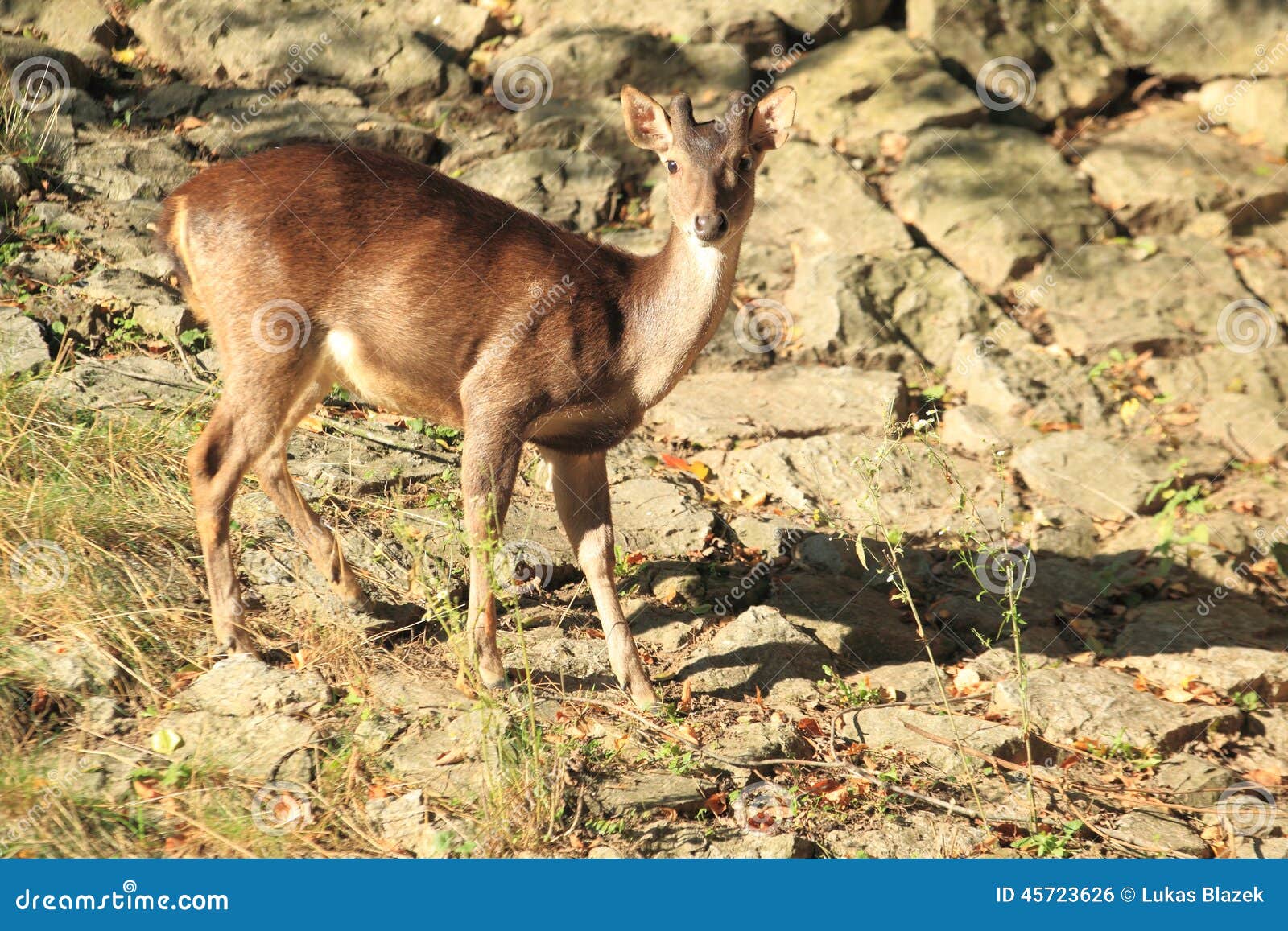 Javan rusa stock photo. Image of timorensis, timor, nature - 45723626