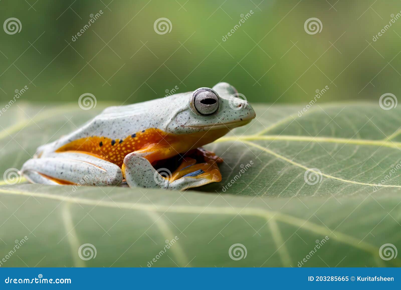 Javan Tree Frog Front View on Branch, Javan Tree Frog Stock Image ... Javan Tree Frog Front View on Branch, Javan Tree Frog Stock Image ...