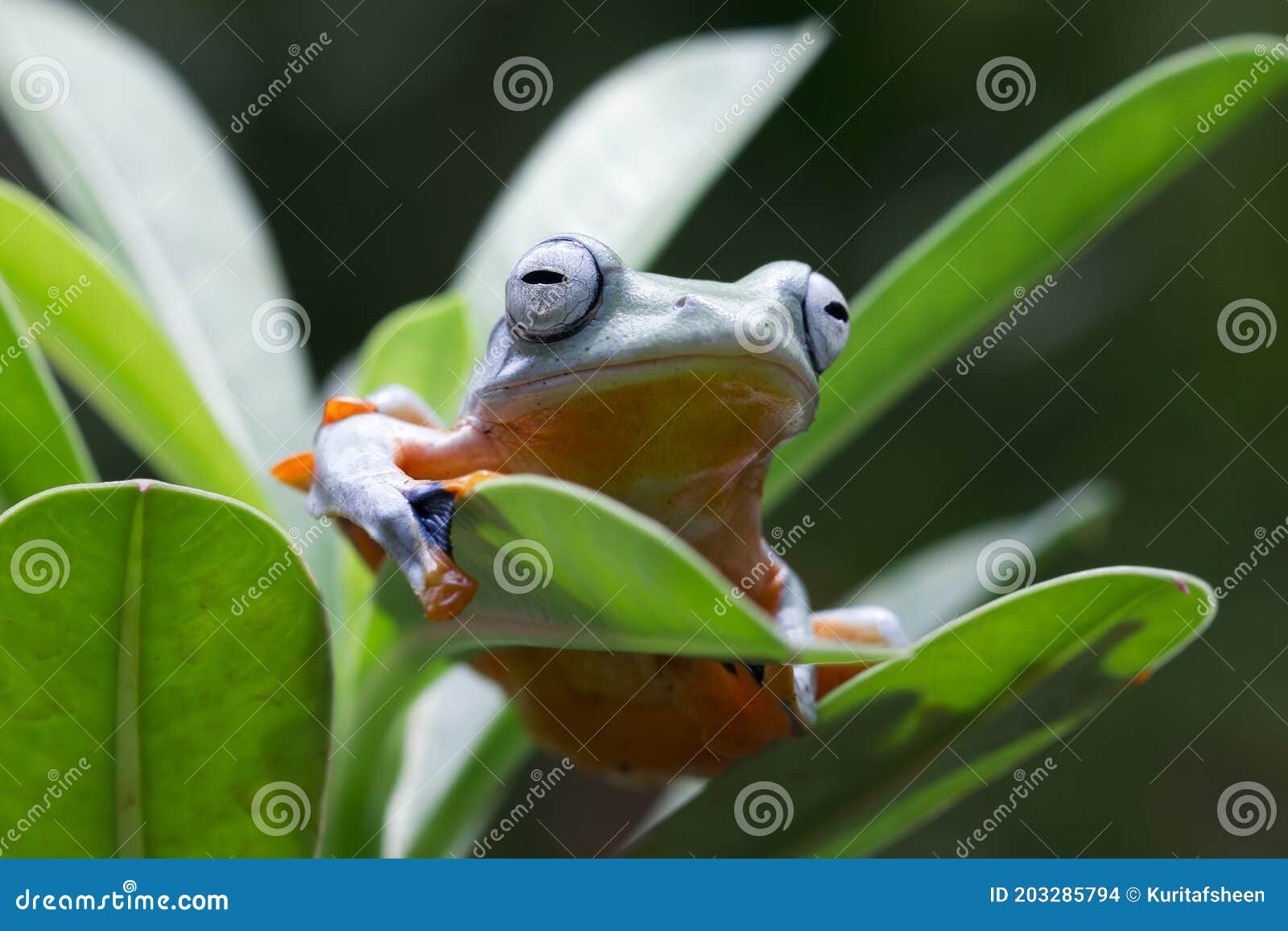 Javan Tree Frog Front View on Branch, Javan Tree Frog Stock Photo ... Javan Tree Frog Front View on Branch, Javan Tree Frog Stock Photo ...