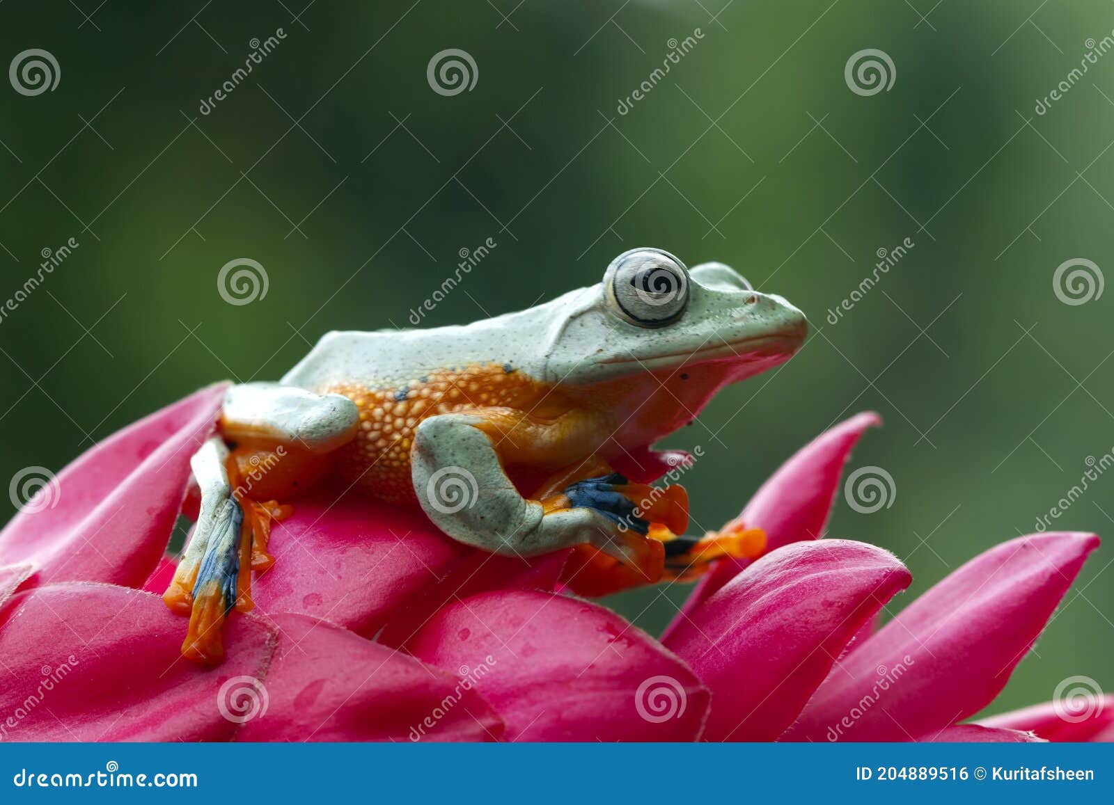 Javan Tree Frog Front View on Branch, Javan Tree Frog Stock Photo ... Javan Tree Frog Front View on Branch, Javan Tree Frog Stock Photo ...