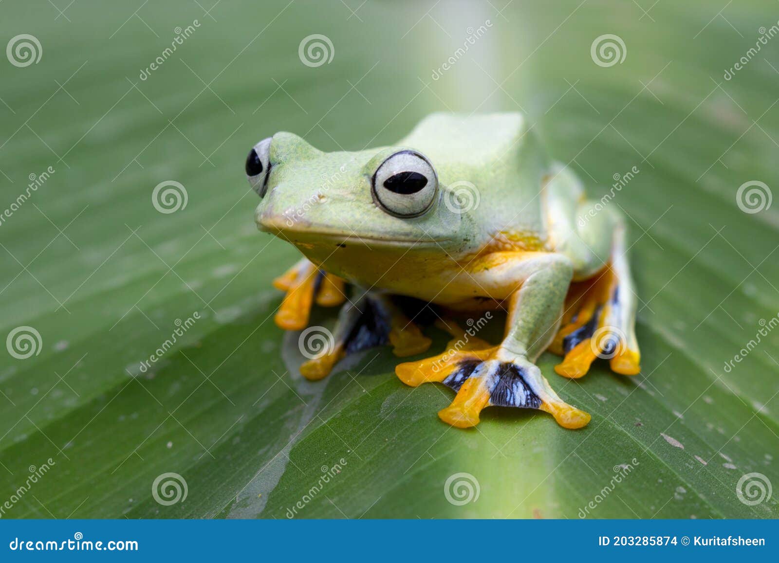 Javan Tree Frog Front View on Branch, Javan Tree Frog Stock Photo ... Javan Tree Frog Front View on Branch, Javan Tree Frog Stock Photo ...