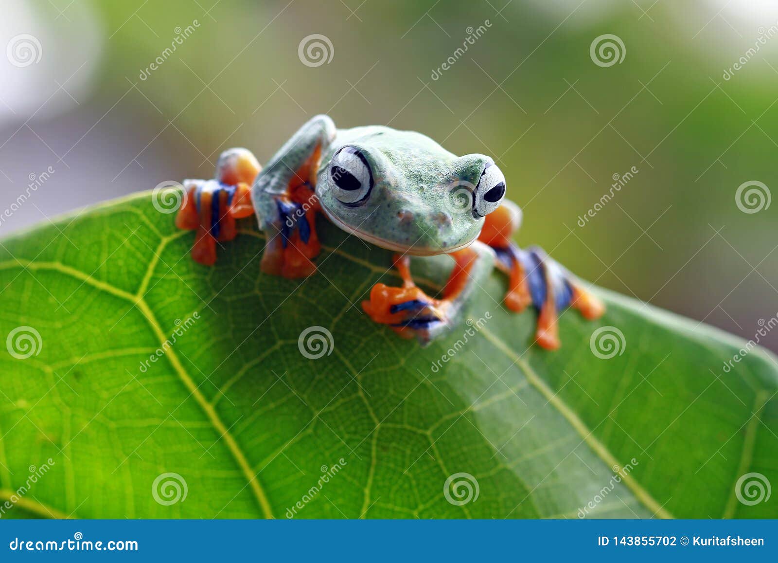 Tree Frog, Dumpy Frog on Green Leaves Ready To Jump Stock Photo - Image ...
