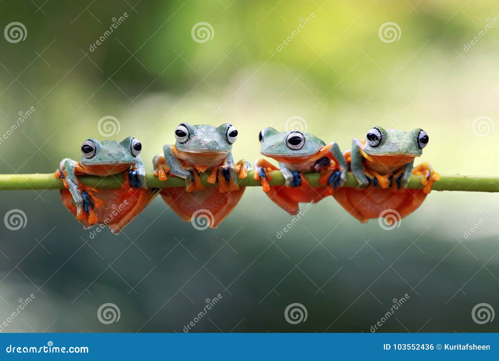 Javan Tree Frog Sitting on Branch Stock Photo - Image of funny, animal ...