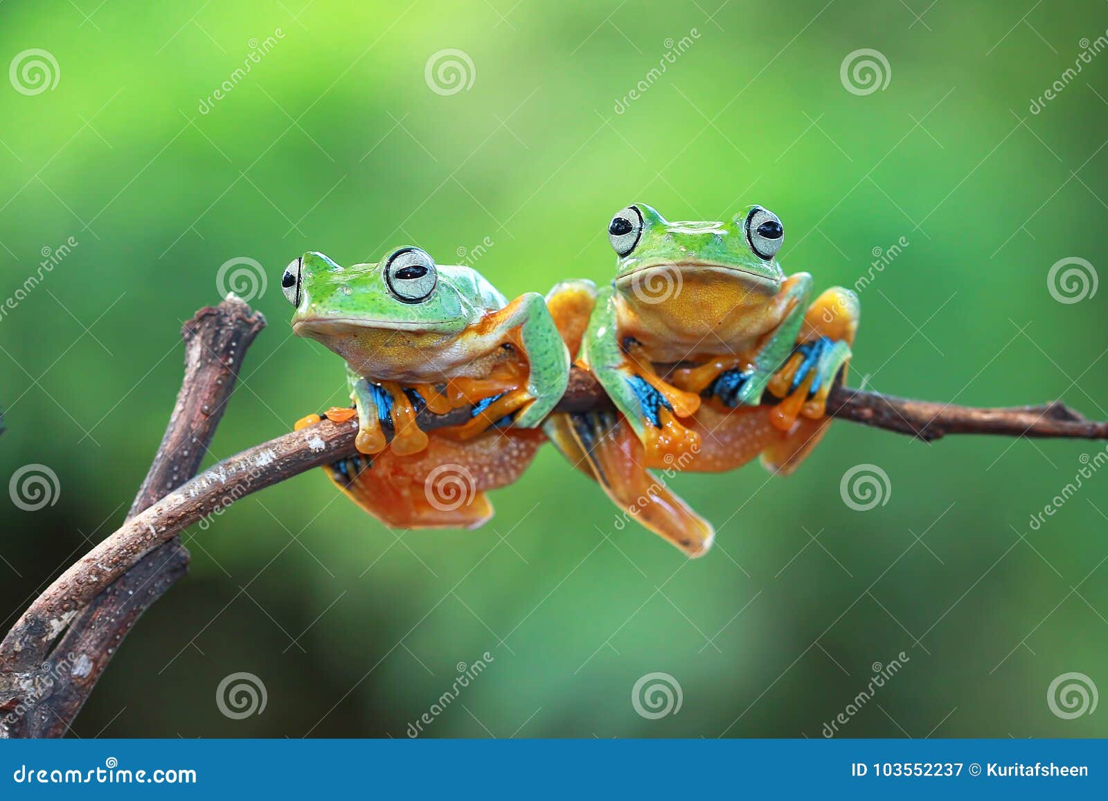 Javan Tree Frog Sitting on Branch Stock Image - Image of four, body ...