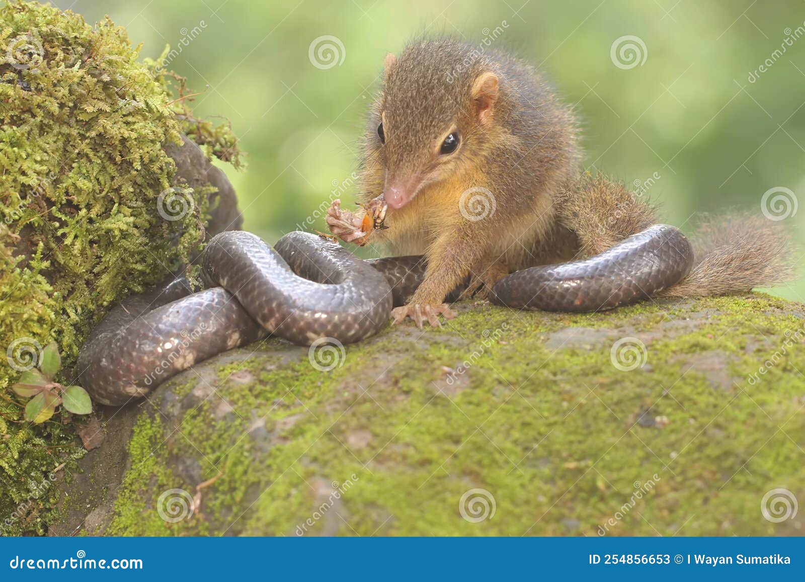 Attacking Rat Snake Royalty-Free Stock Photo | CartoonDealer.com #15383667