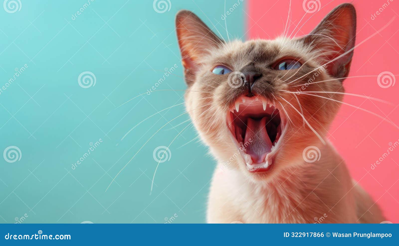 Javanese, Angry Cat Baring Its Teeth, Studio Lighting Pastel Background ...