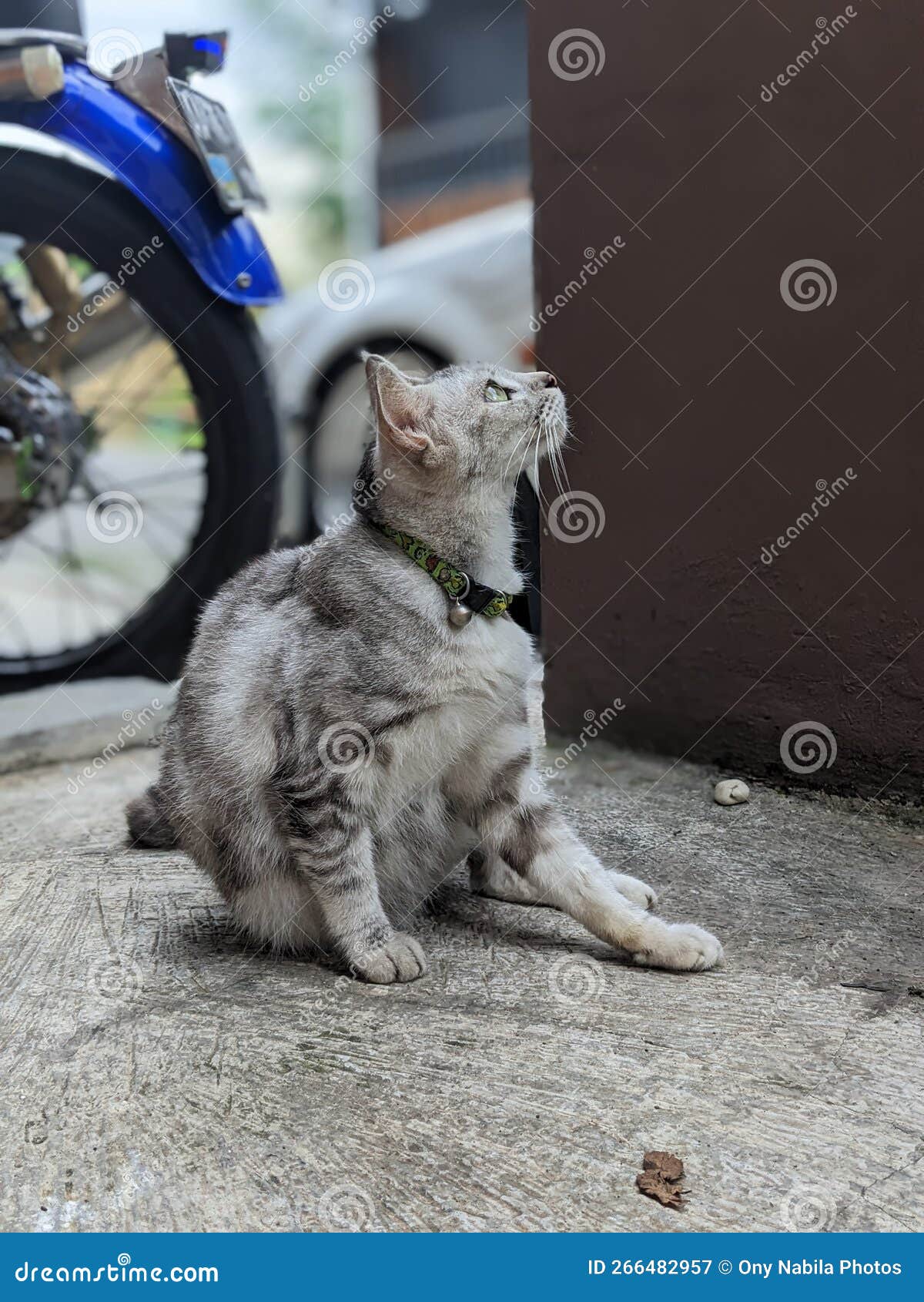 Javanese cat is imagining stock image. Image of mammal - 266482957