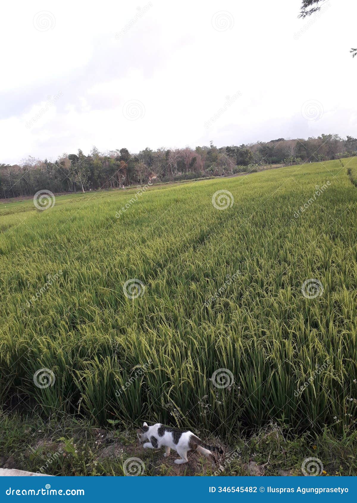 A Javanese Cat with White and Black Fur is Playing in a Rice Field ...
