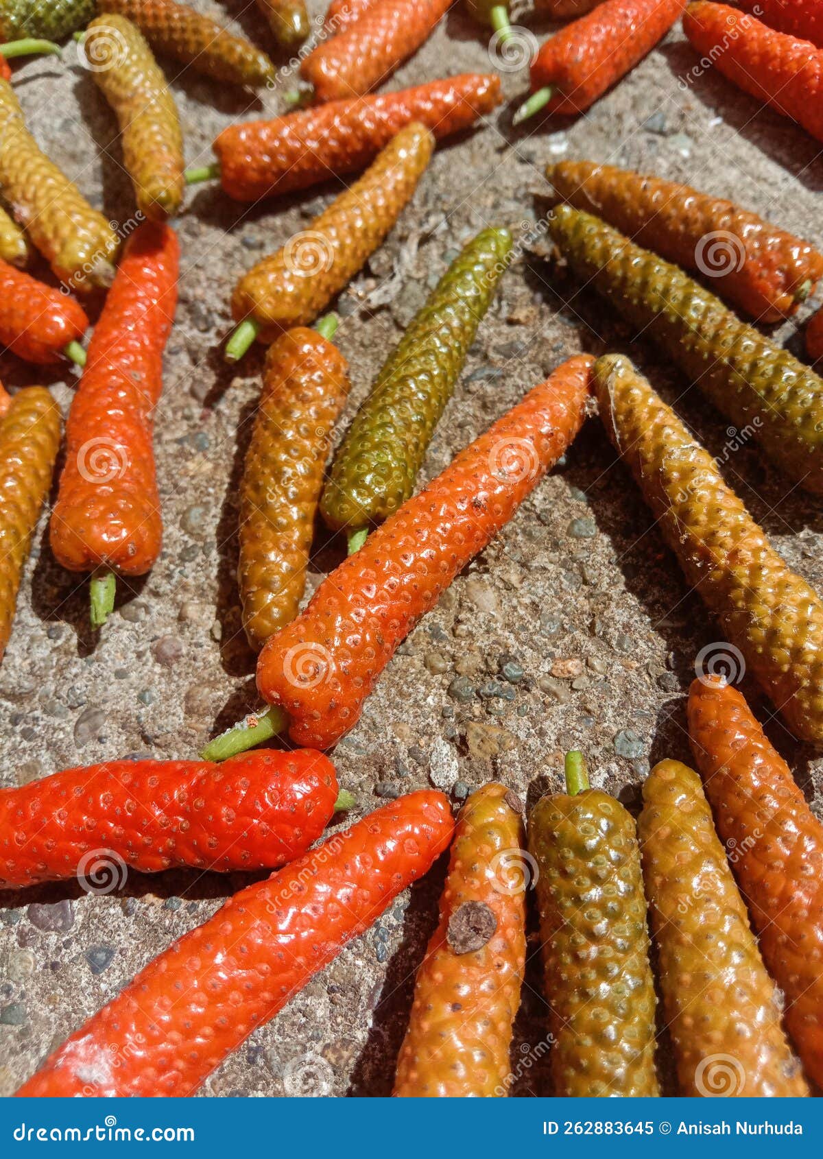 Javanese Chili that Has Been Picked from the Tree Stock Image - Image ...