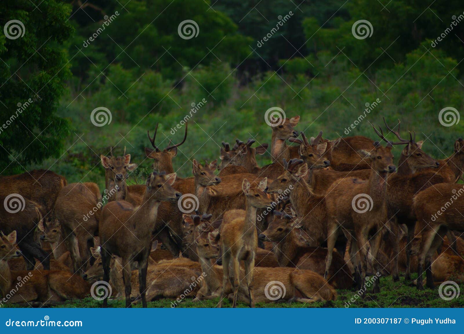 A Group of Deer in the Forest Stock Image - Image of fawn, conservation ...